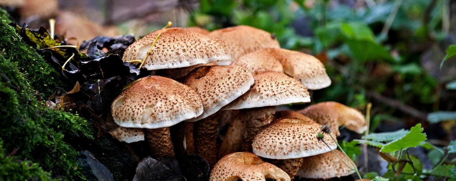 Fungi Foraging and Fungi Identification Courses | TheCanoeMan School of ...